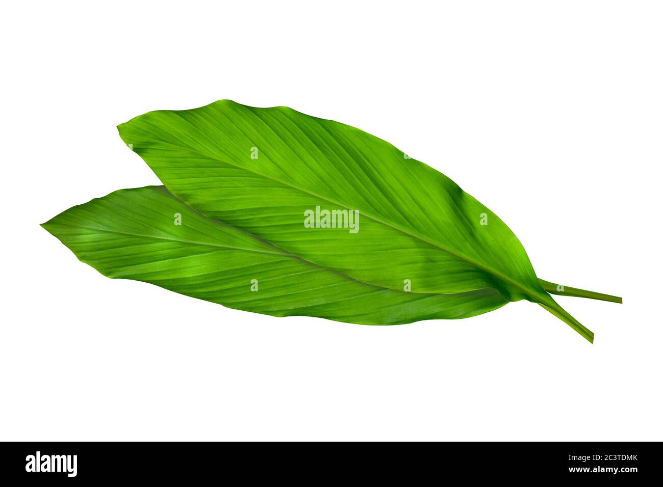 Green leaves of turmeric (Curcuma longa) ginger medicinal herbal plant ...