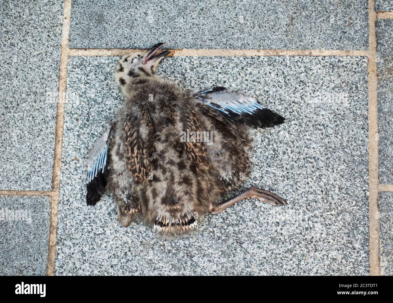 Dead Sea Hawk What's A Seahawk? • TIDAL LIFE