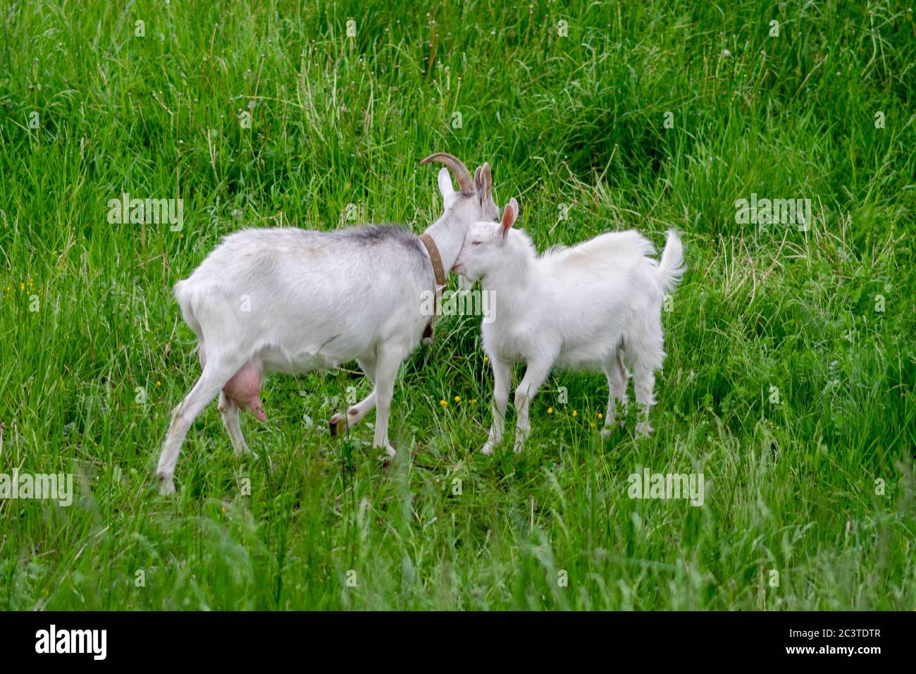 2 white goats hi-res stock photography and images - Alamy