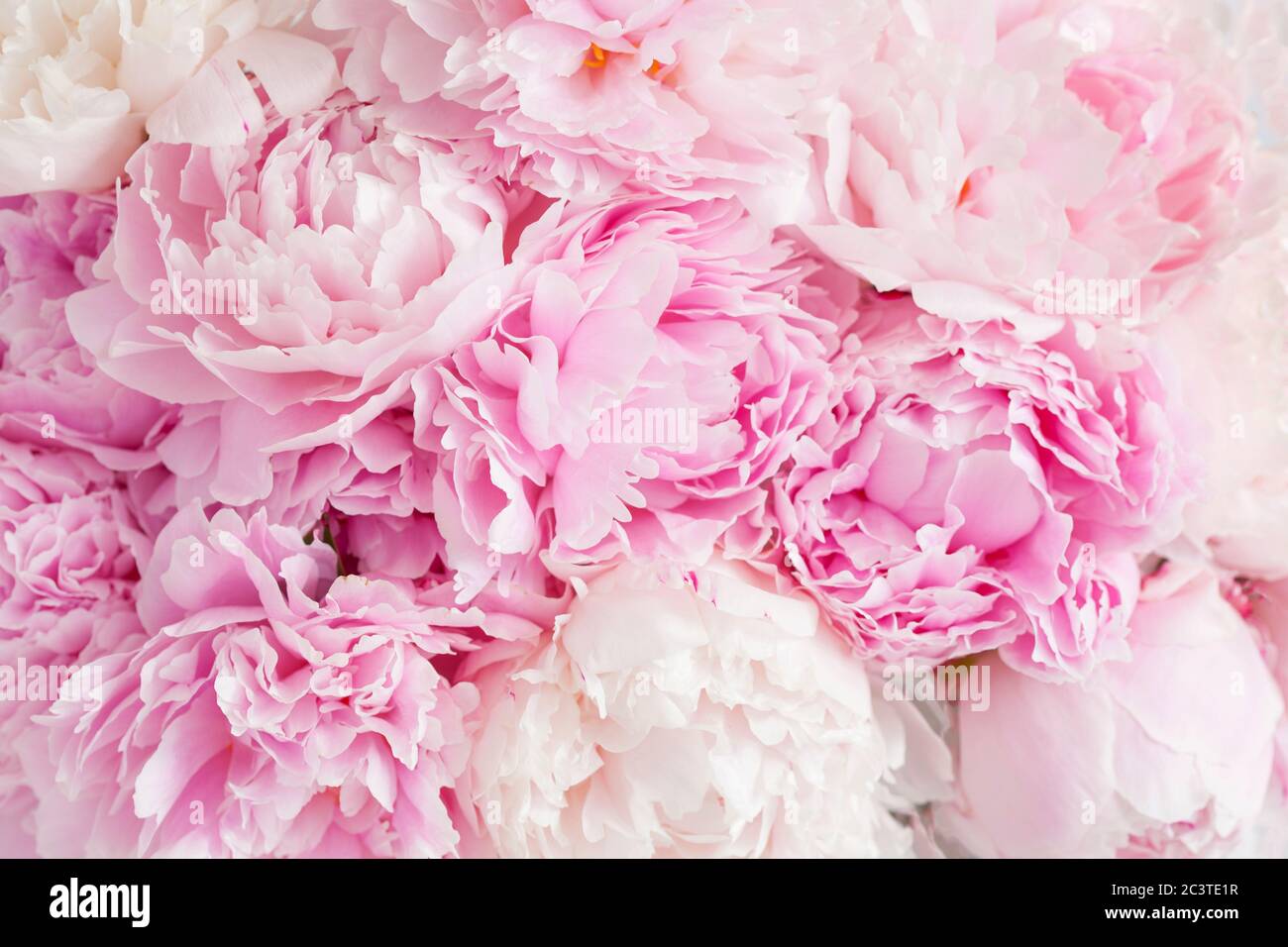 beautiful pink peony flower background Stock Photo - Alamy
