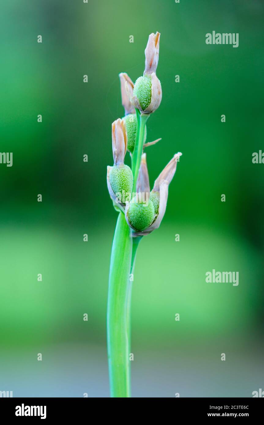 Budding flower stalk hi-res stock photography and images - Alamy
