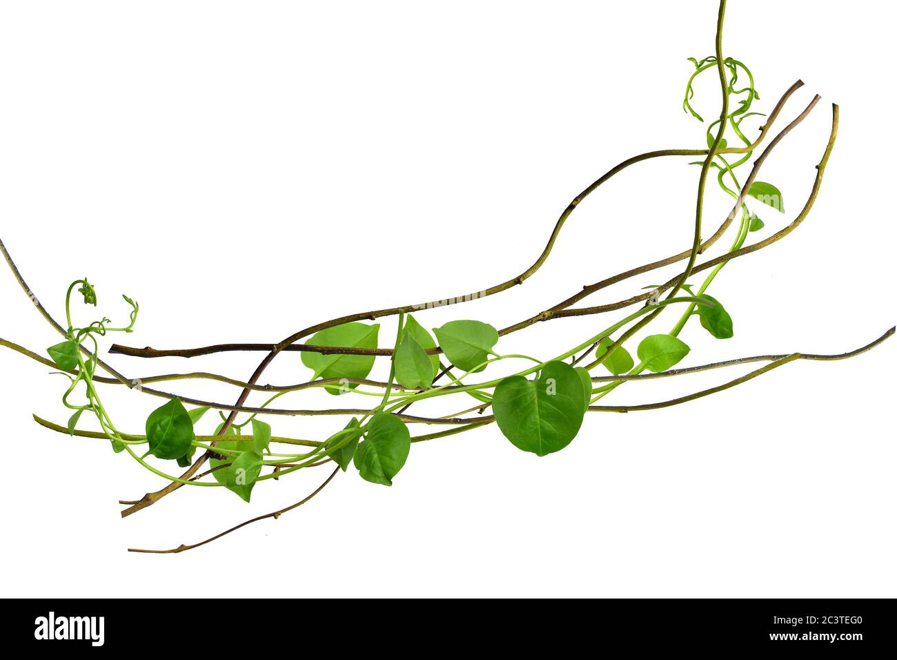 twisted vines leaves isolated on white background at the roots of ...