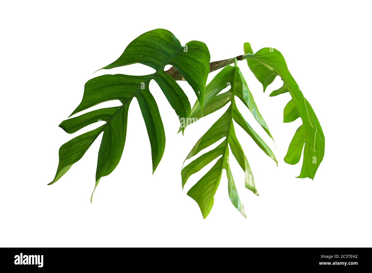 monstera leaf isolated on a white background, including clipping paths ...