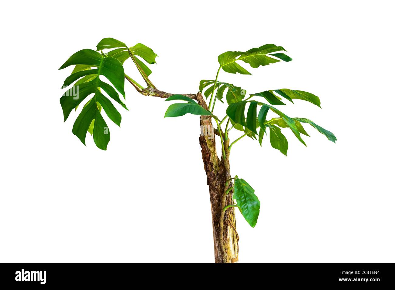 Jungle tree trunk with tropical foliage plants, climbing Monstera ...