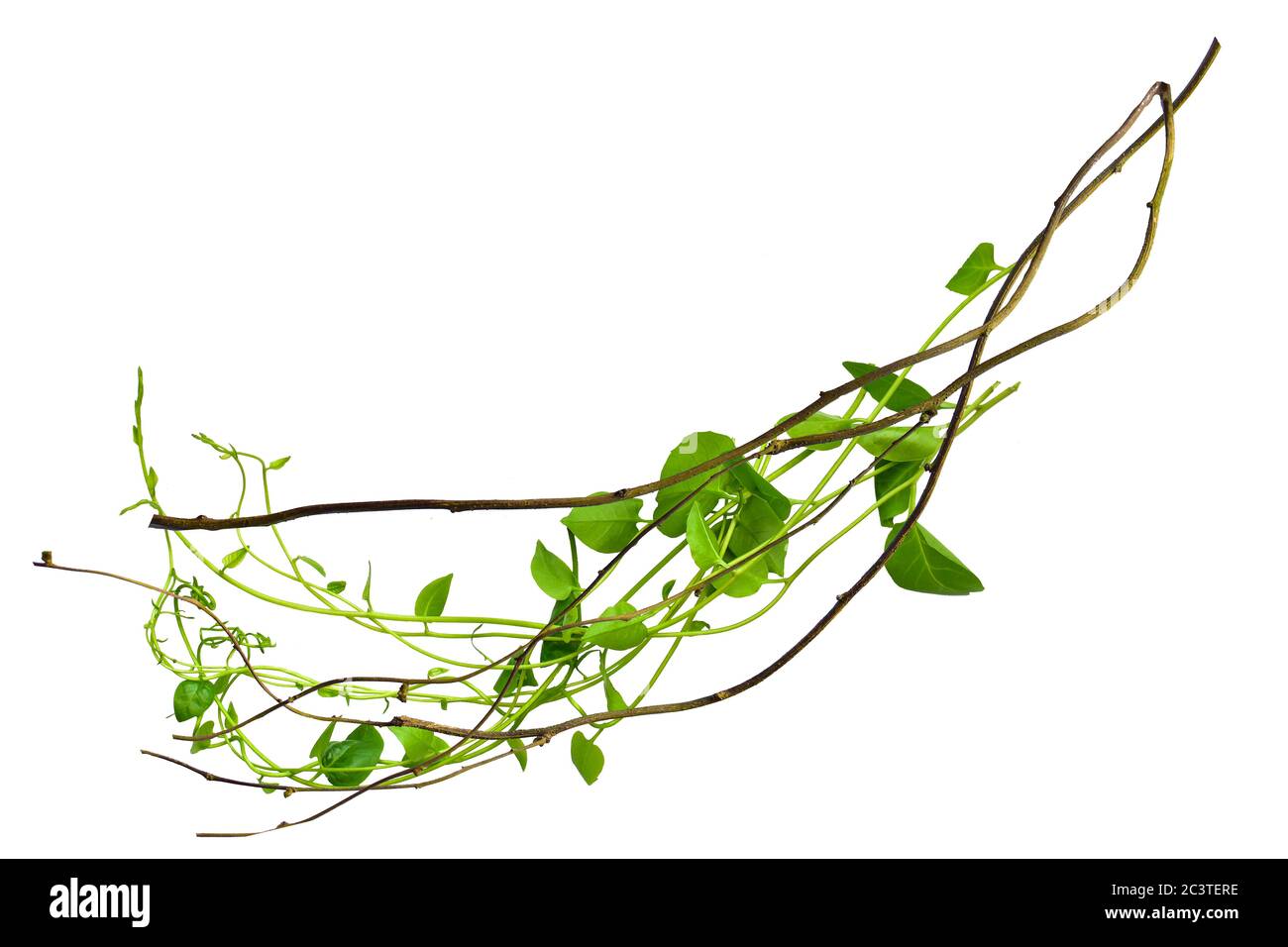 twisted vines leaves isolated on white background at the roots of ...
