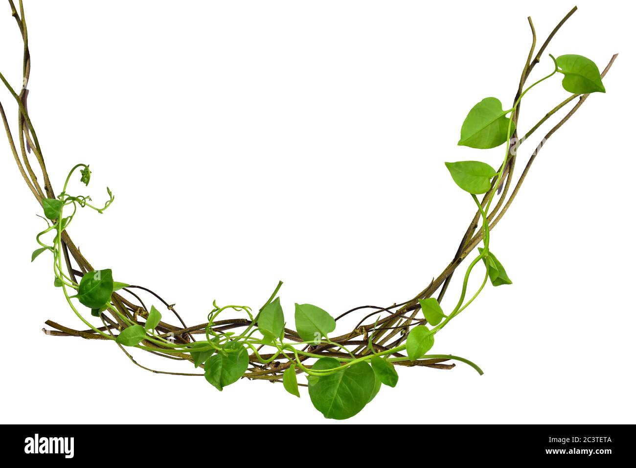 Vines White Background