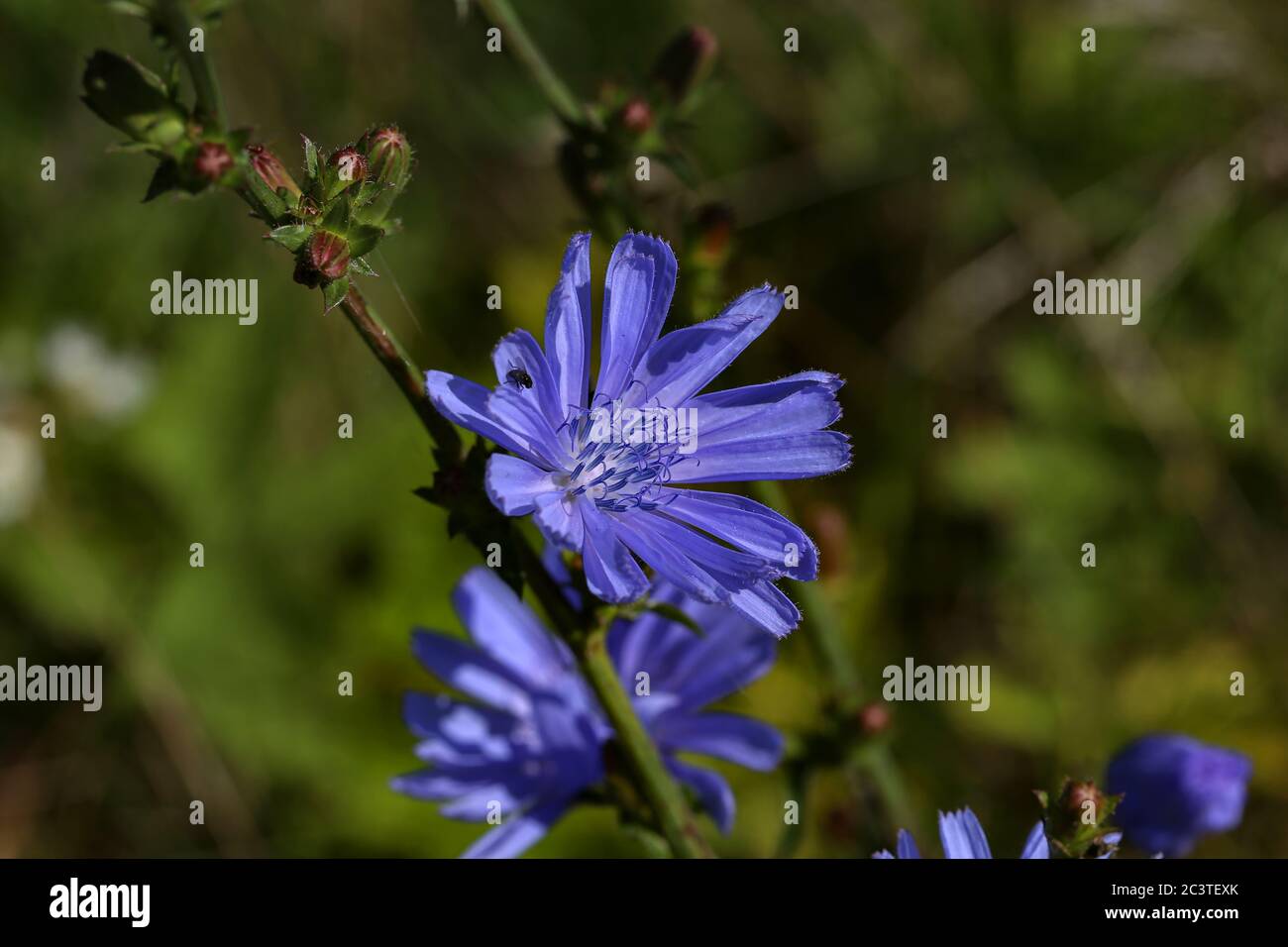 Bitter chicory flower hi-res stock photography and images - Alamy