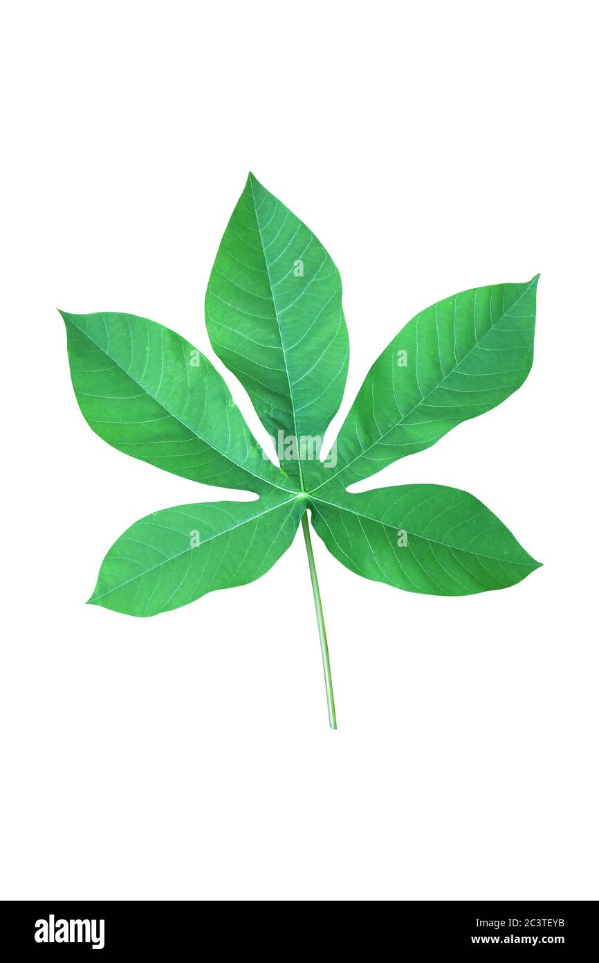 cassava leaf isolated on a white background, including clipping paths ...