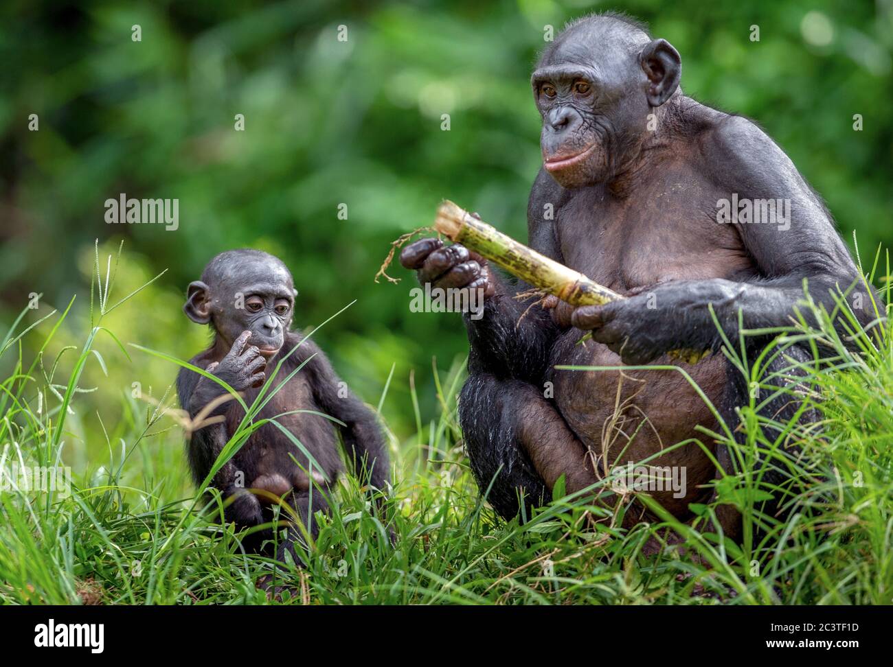 Pygmy family congo hi-res stock photography and images - Alamy