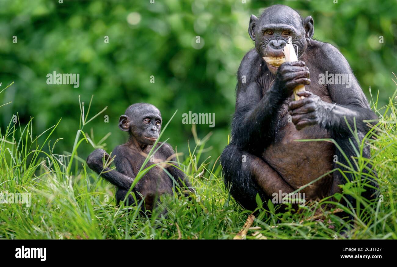 Mother and Cub of Bonobo. Green natural background. The Bonobo ( Pan ...