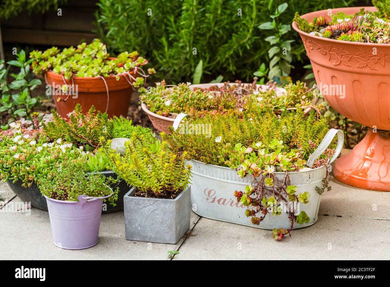 Natural plants in pot on the terrace in the garden Stock Photo - Alamy