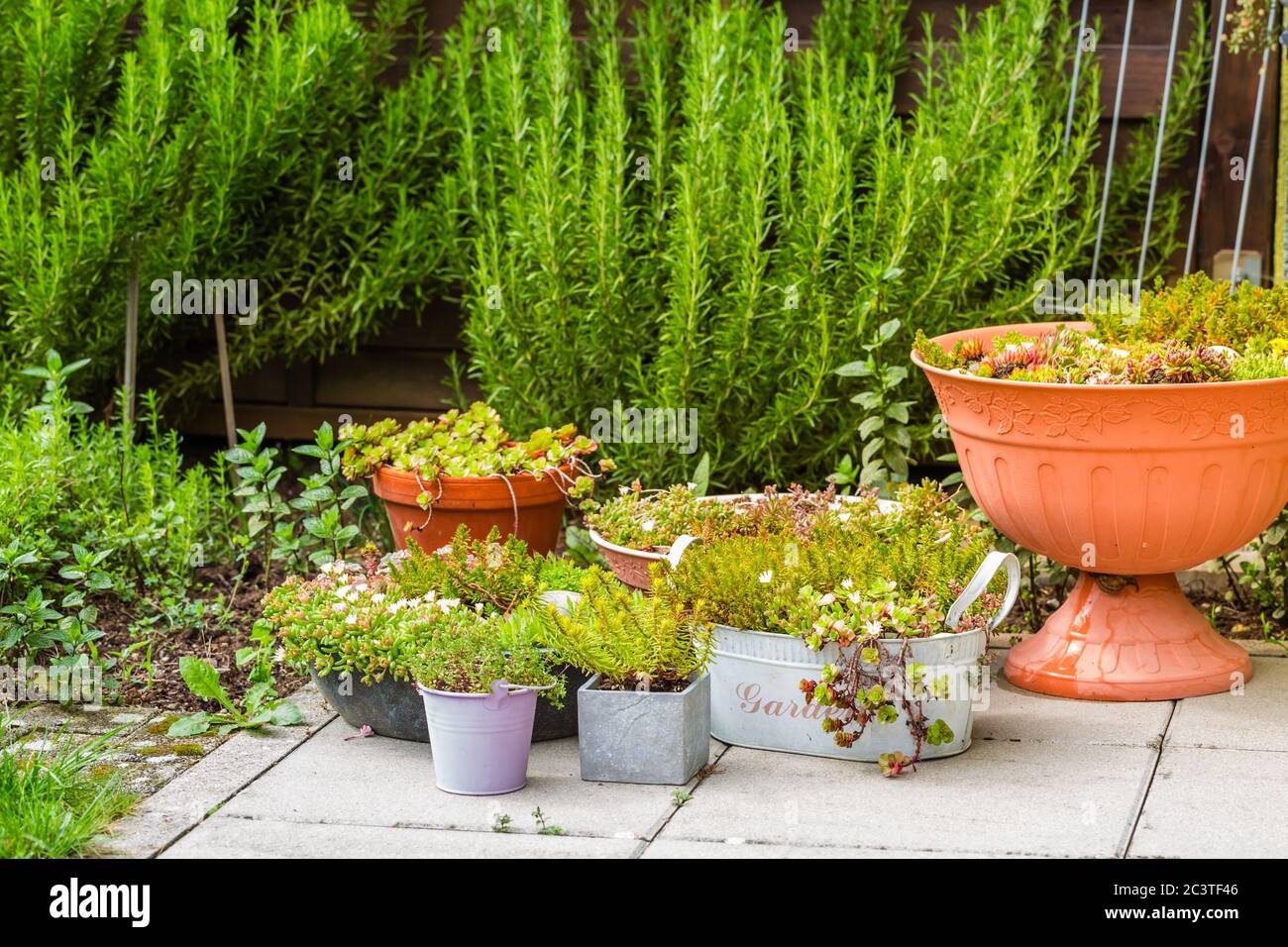 Natural plants in pot on the terrace in the garden Stock Photo - Alamy