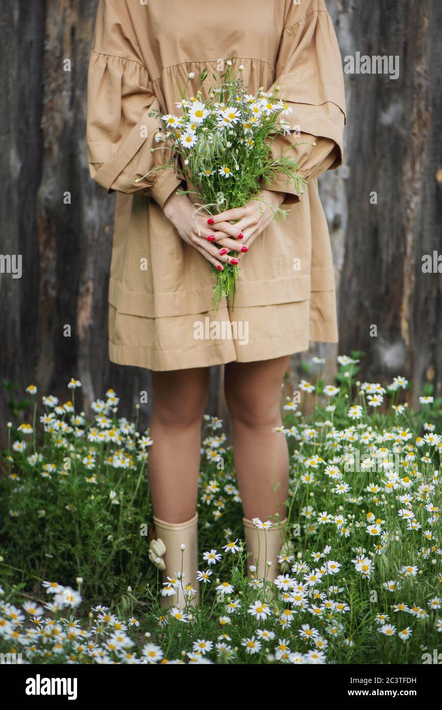 Chamomile image hi-res stock photography and images - Alamy