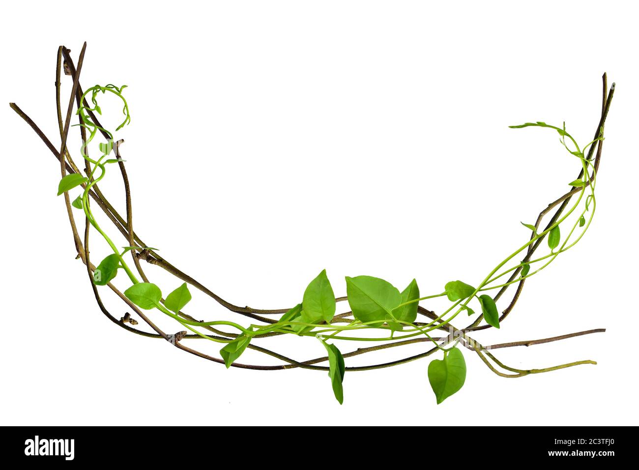 twisted vines leaves isolated on white background at the roots of ...