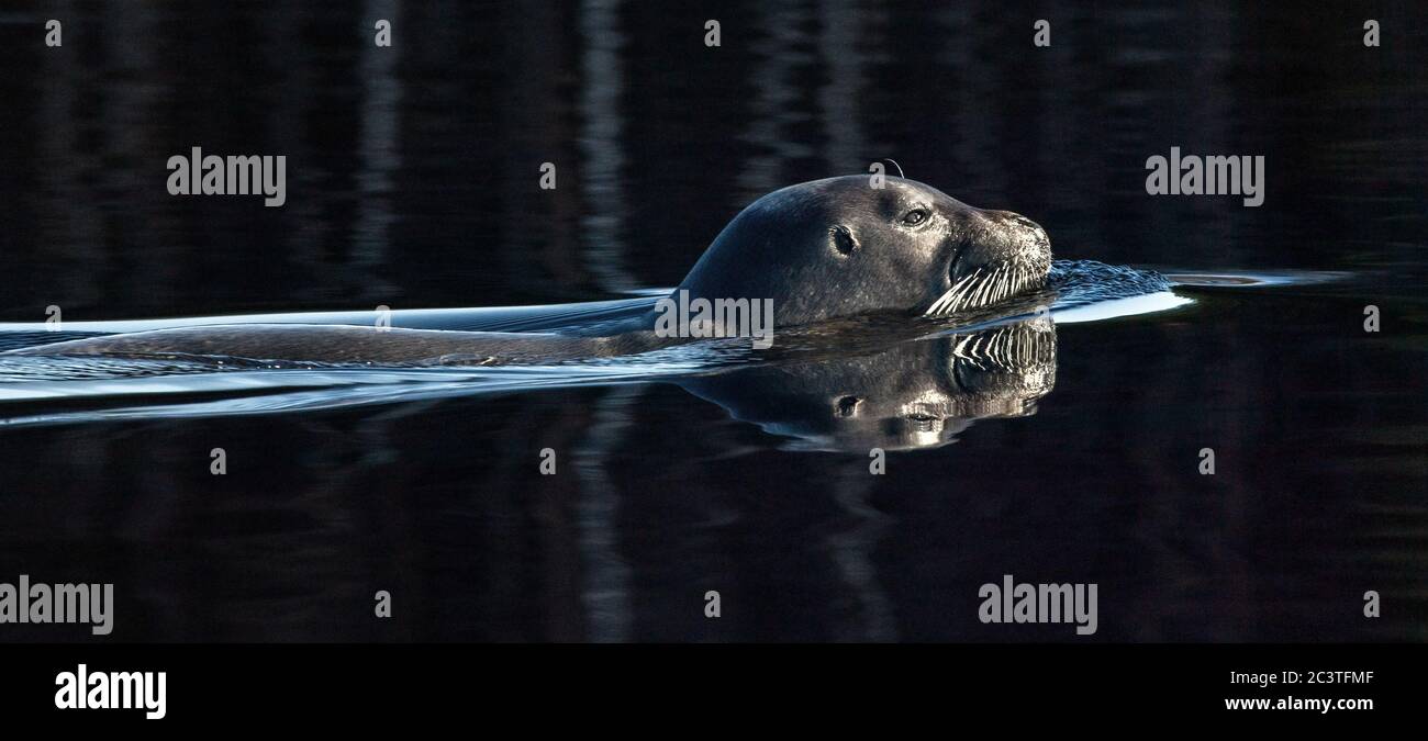Swimming seal. reflection in the dark water surface. The bearded seal ...