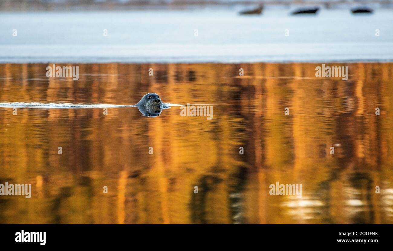 Swimming seal in the reflection of the sunset. The bearded seal, also ...