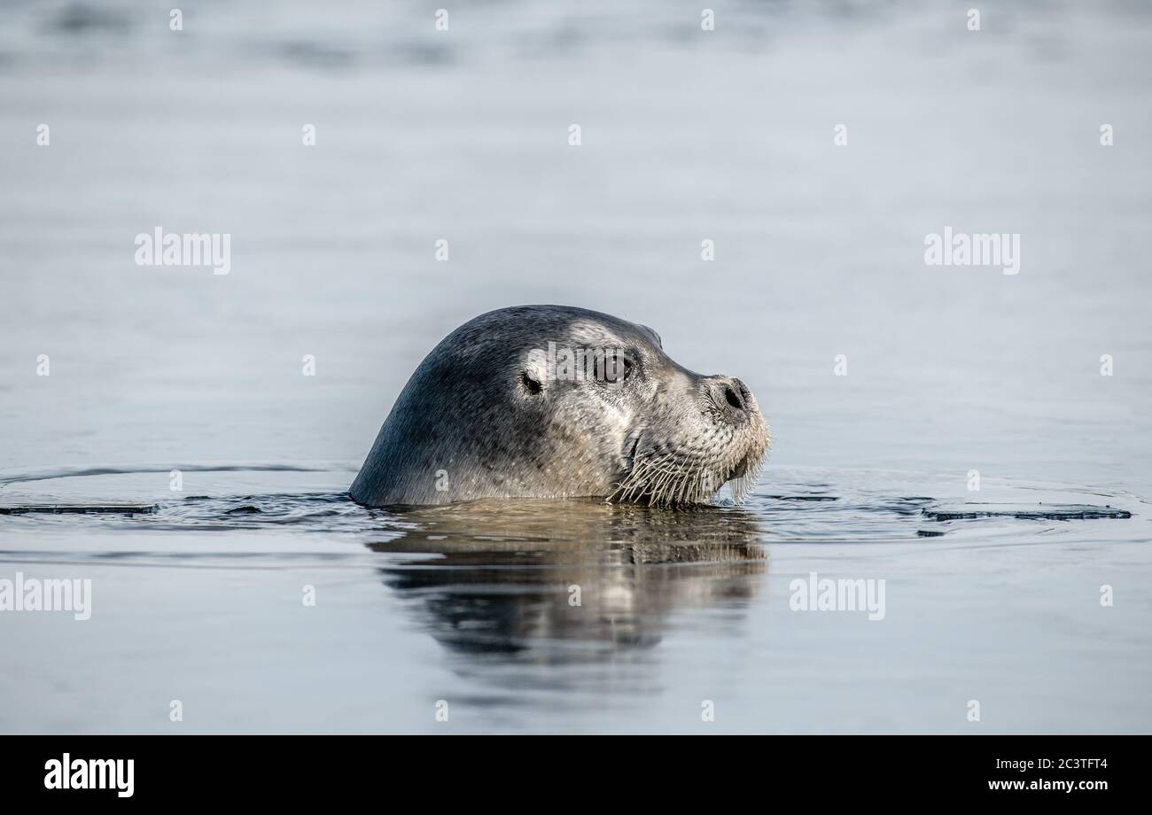 Swimming seal. reflection in the water surface. The bearded seal, also ...