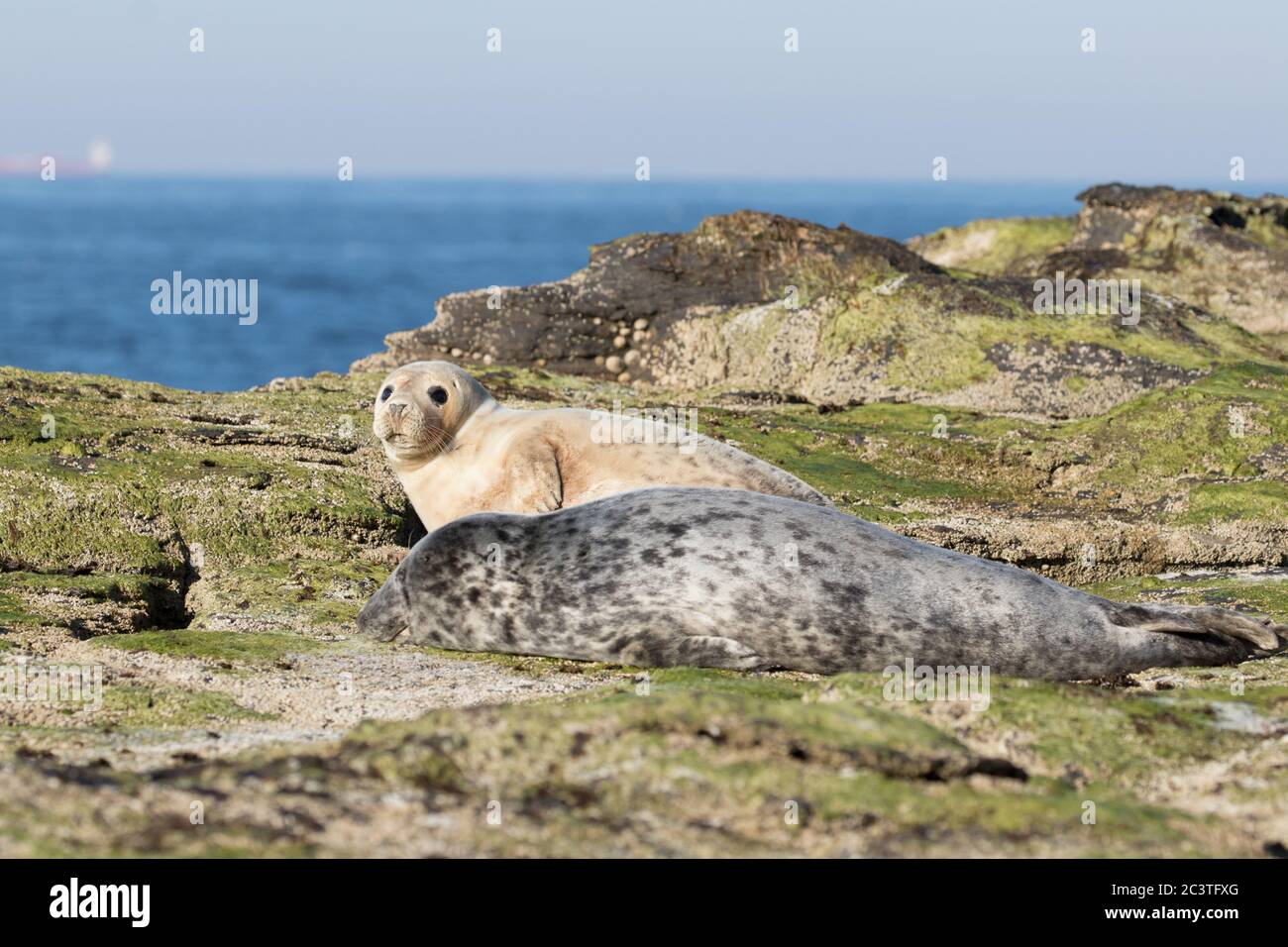 Grey seal, Ravenscar, North Yorkshire Stock Photo - Alamy
