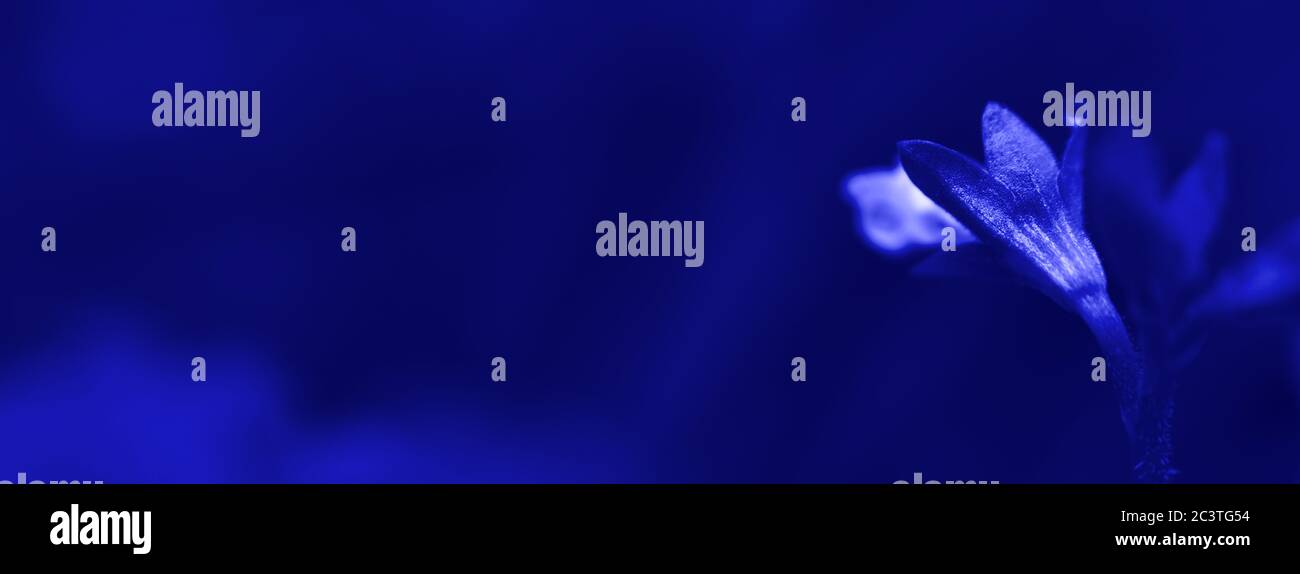 abstract background for web banners with phantom blue color. space for ...