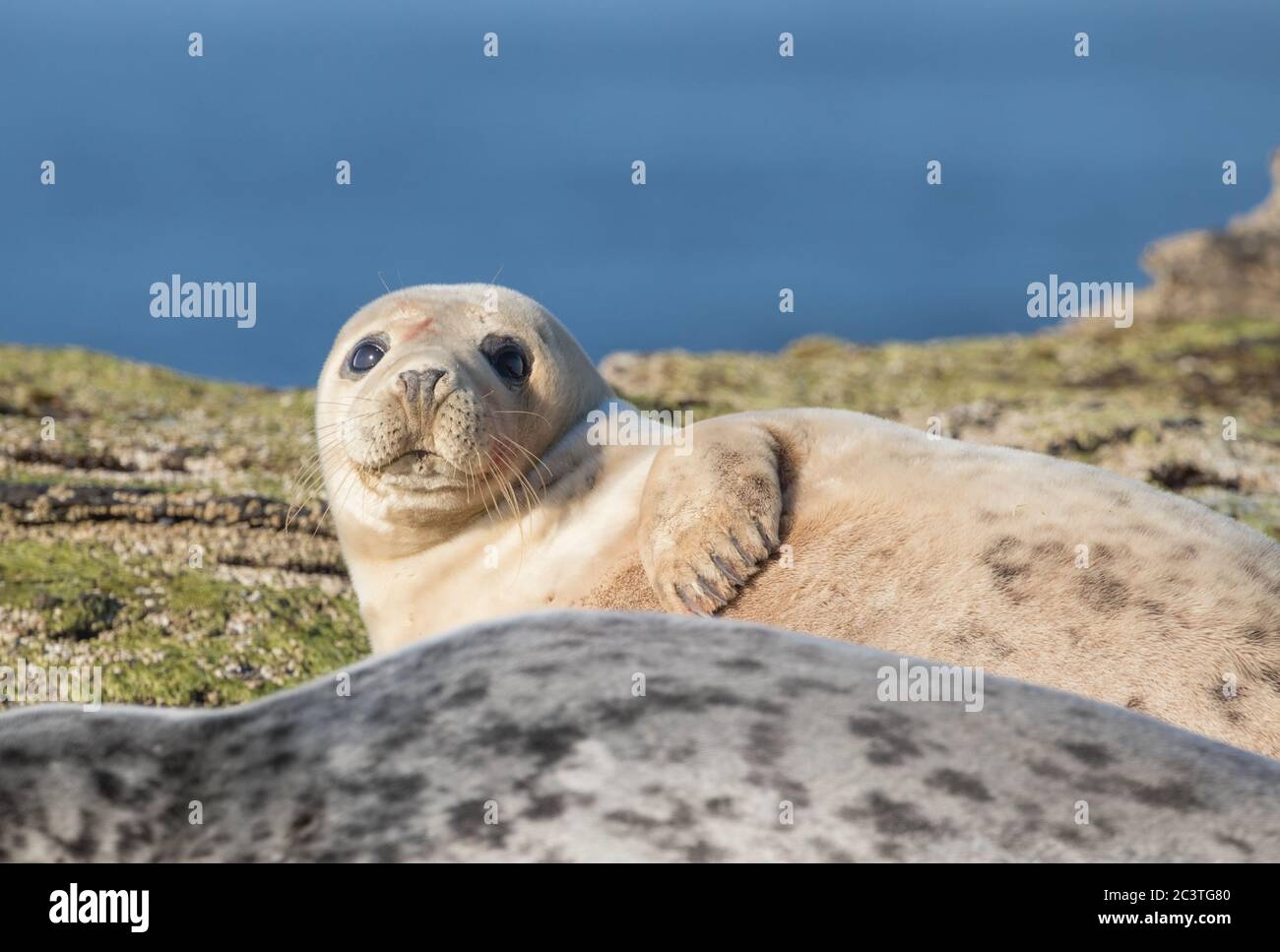 Ravenscar hi-res stock photography and images - Alamy