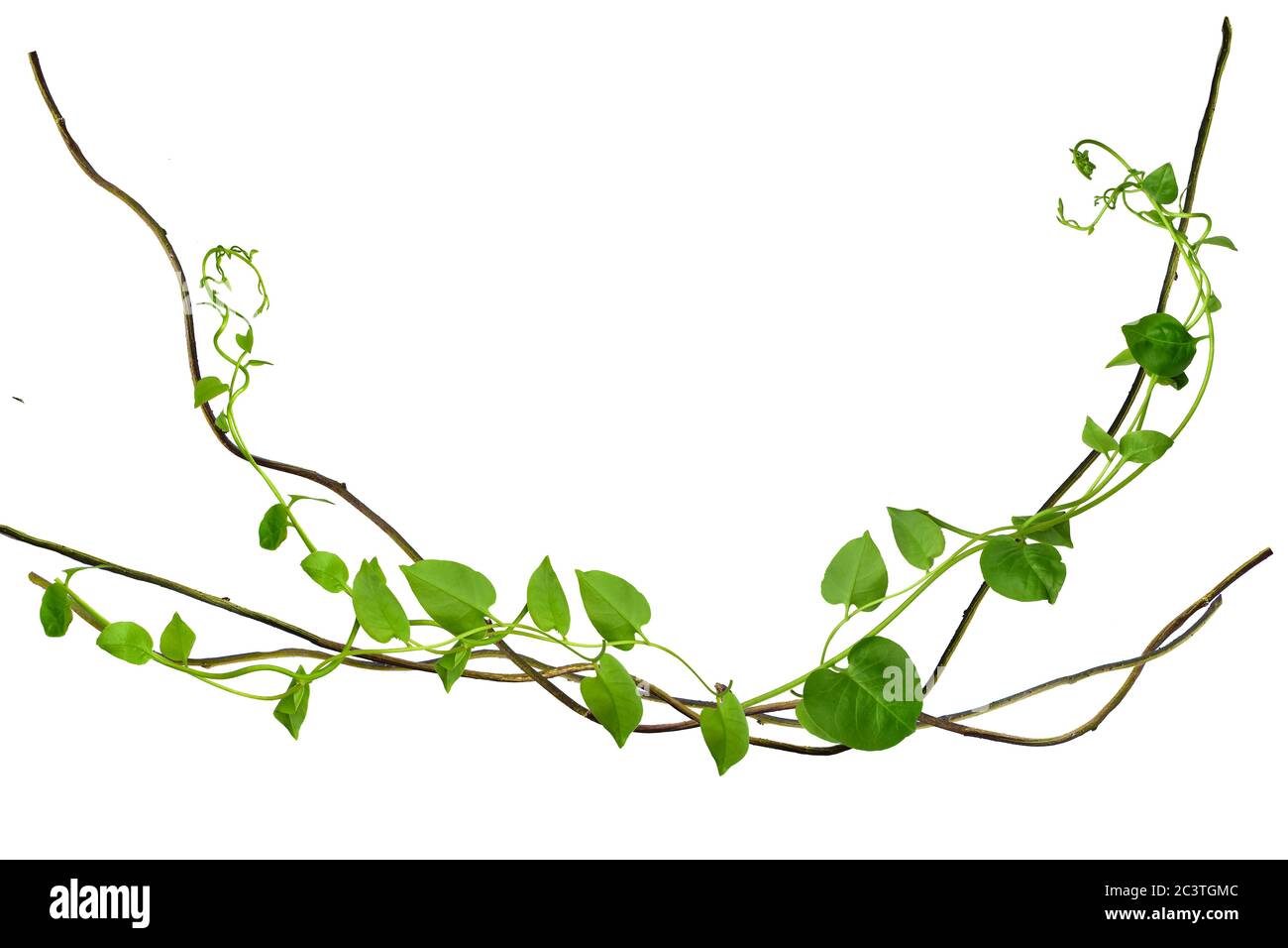 twisted vines leaves isolated on white background at the roots of ...