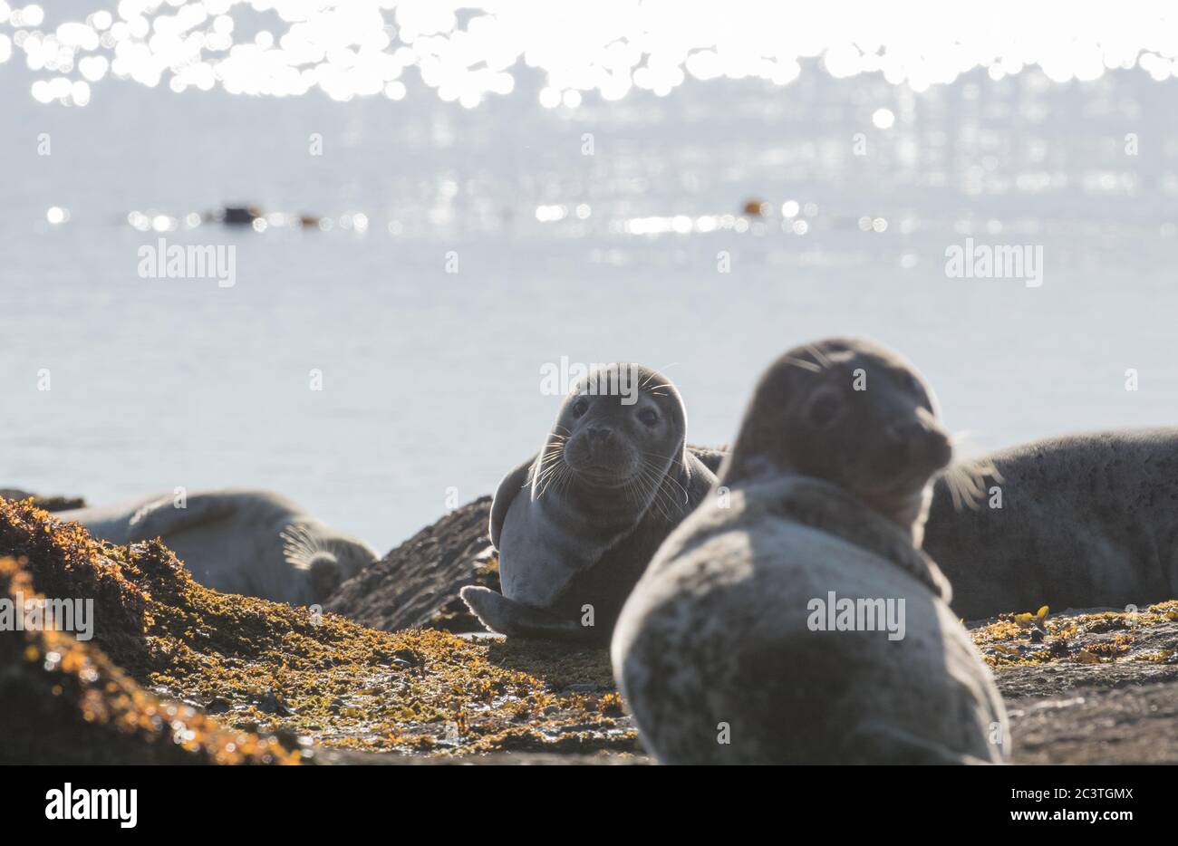 Seal ravenscar hi-res stock photography and images - Alamy