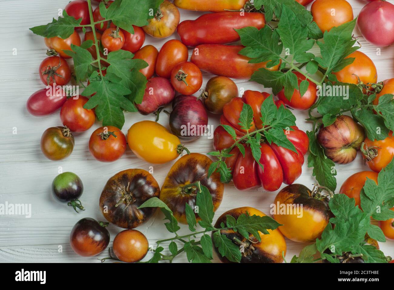The harvest of assorted tomatoes. Beautiful ripe different varieties ...