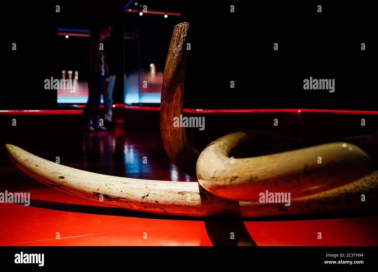 Erbach, Germany. 16th June, 2020. Tusks of an elephant and a mammoth ...