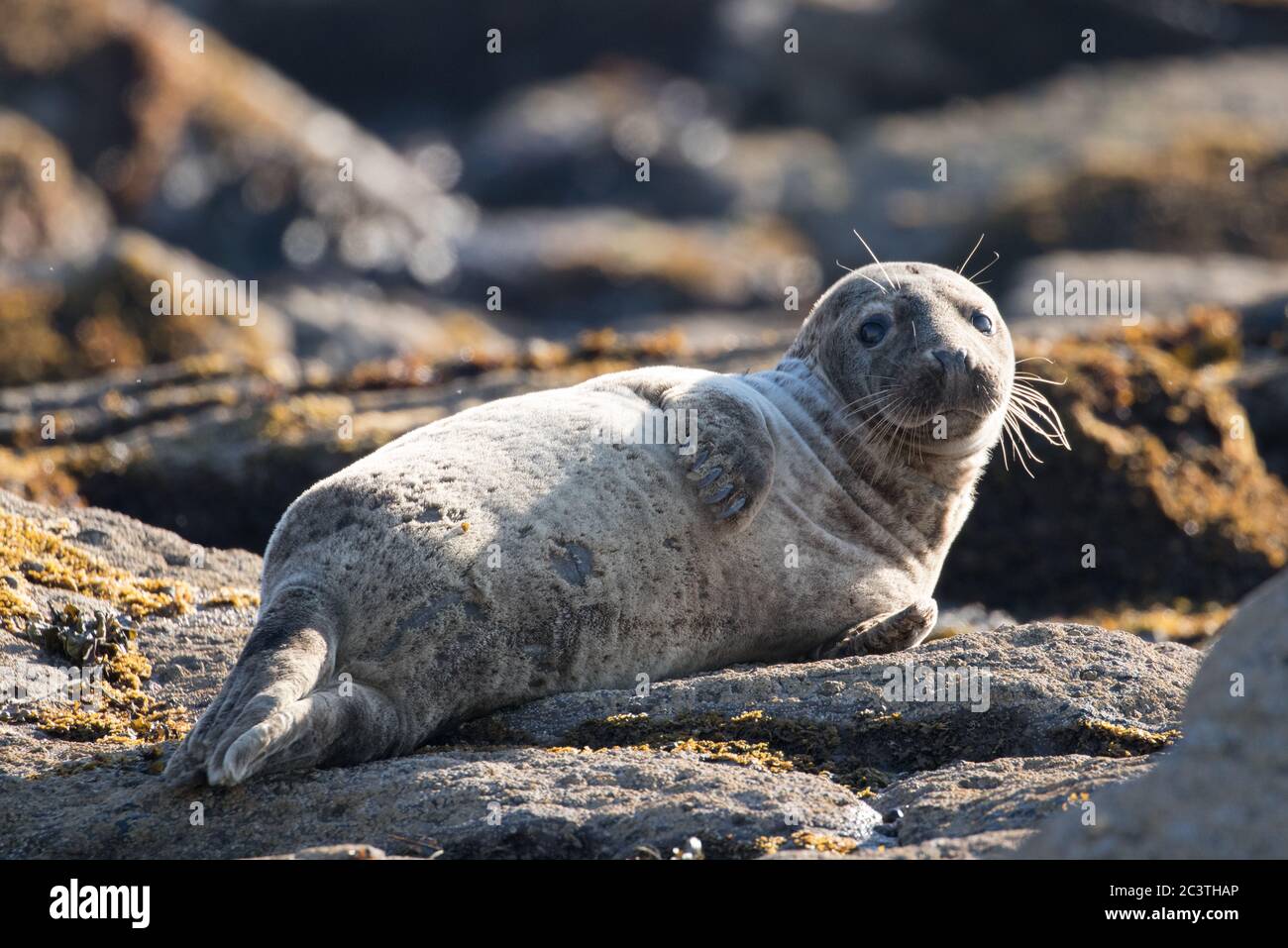 Ravenscar north yorkshire hi-res stock photography and images - Alamy