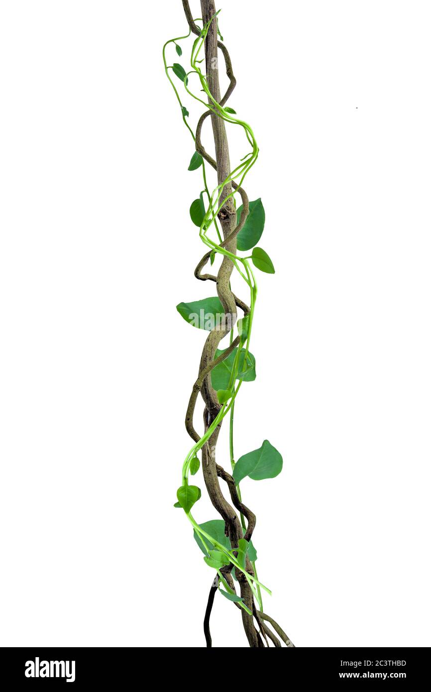 circular vine at the roots of tropical trees. isolated on white ...