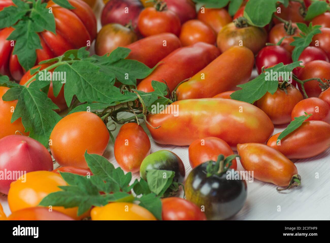 The harvest of assorted tomatoes. Variety ripe natural organic ...