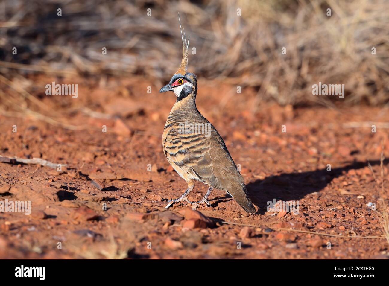 white-bellied plumed pigeon (Geophaps plumifera, Petrophassa plumifera ...