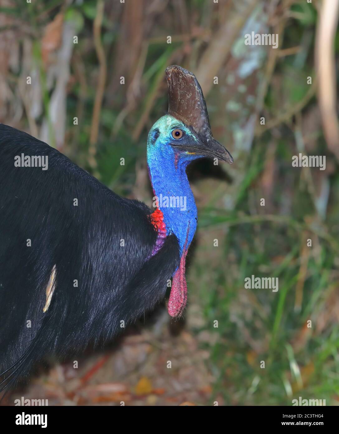 Southern Cassowary, Double-wattled Cassowary, Australian Cassowary, Two ...