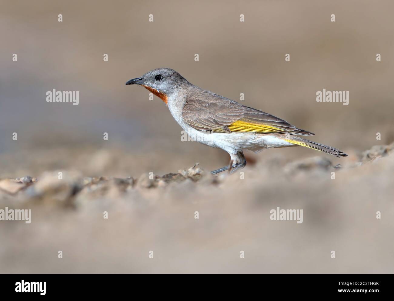 red-throated honeyeater (Conopophila rufogularis), foraging on the ...