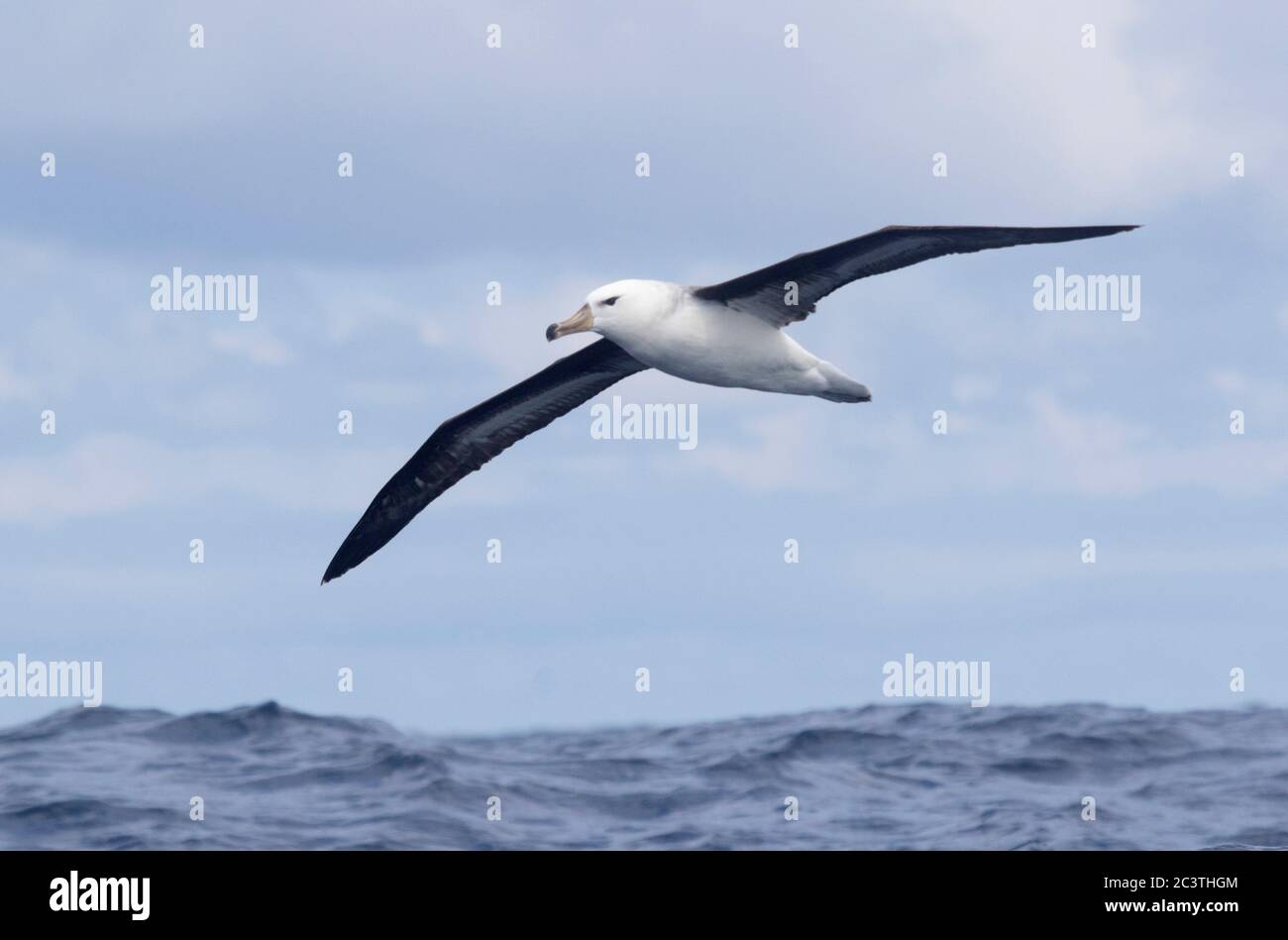 Black-browed albatross (Thalassarche melanophris, Diomedea melanophris ...