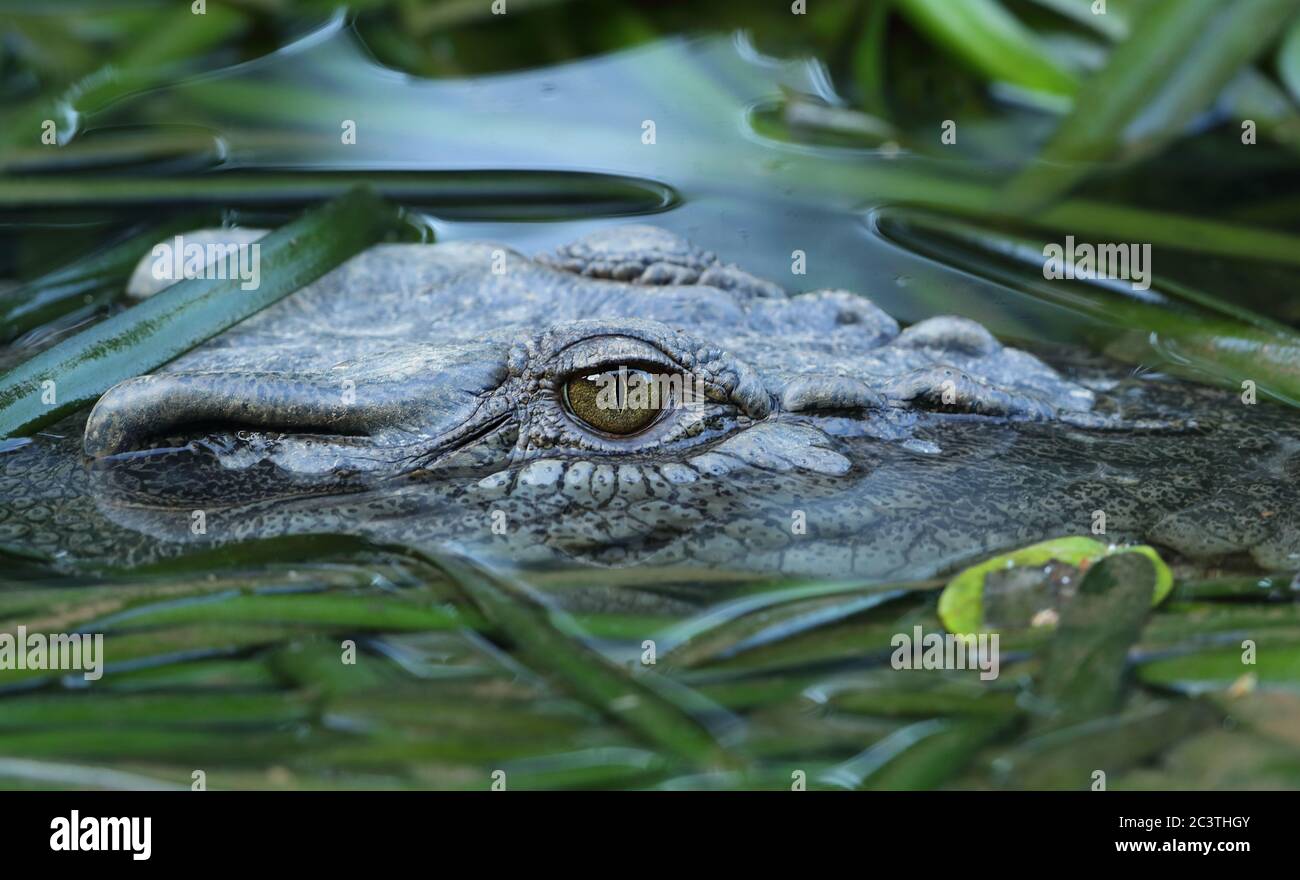 saltwater crocodile, estuarine crocodile (Crocodylus porosus), looking out the water between ...