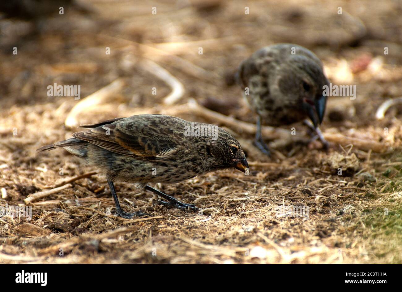 small ground finch (Geospiza fuliginosa), foraging, Ecuador, Galapagos ...