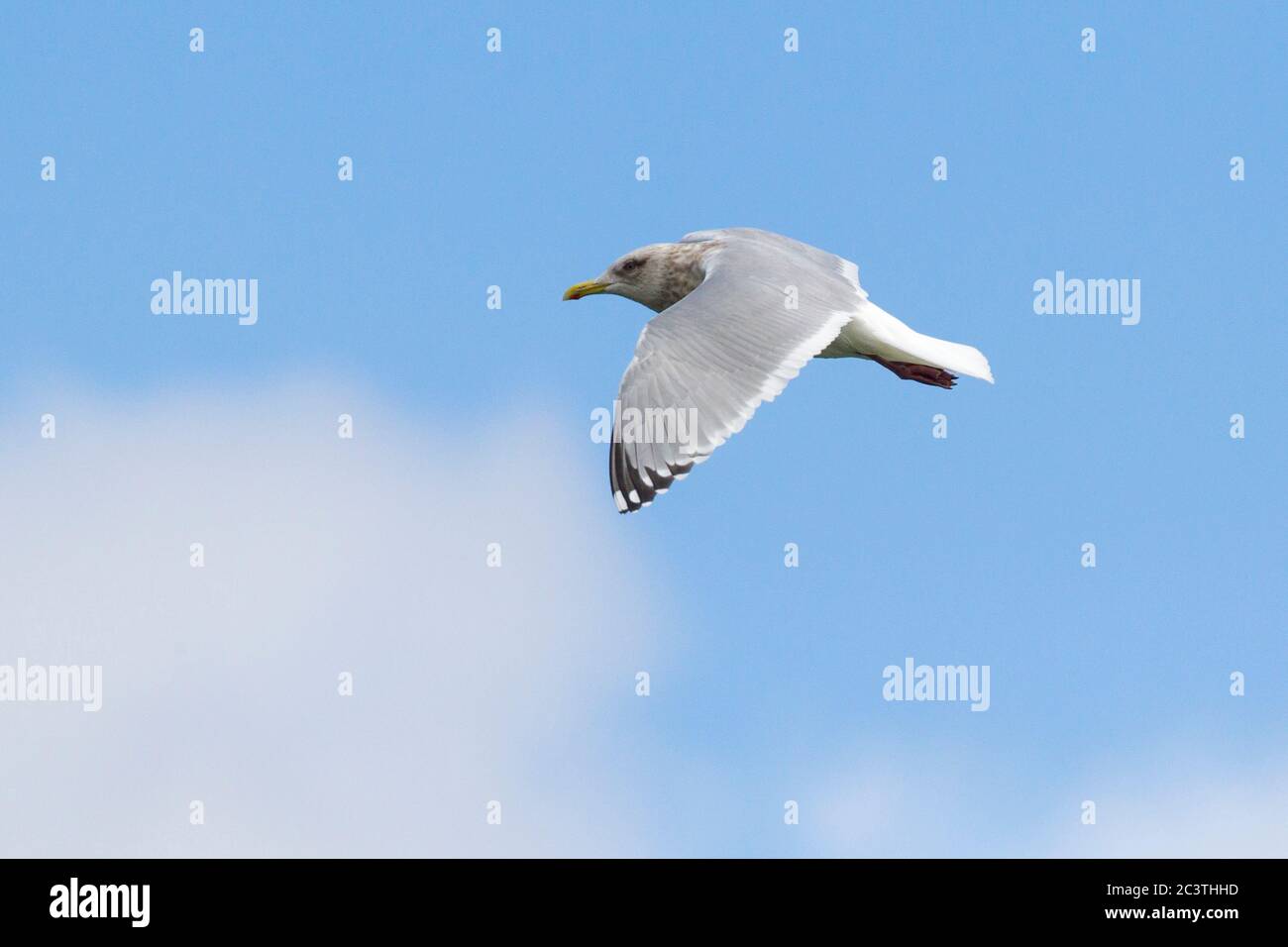 Thayer's gull (Larus thayeri), in flight in the sky, side view, Spain ...