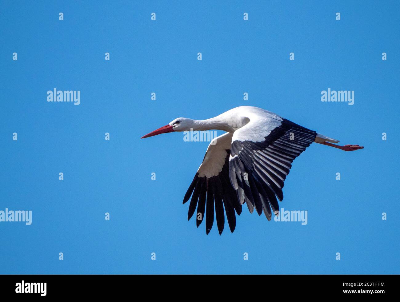 Stork bird birds netherlands holland hi-res stock photography and ...