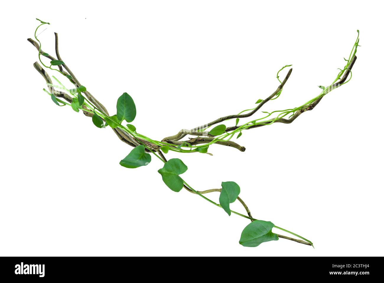 circular vine at the roots of tropical trees. isolated on white ...