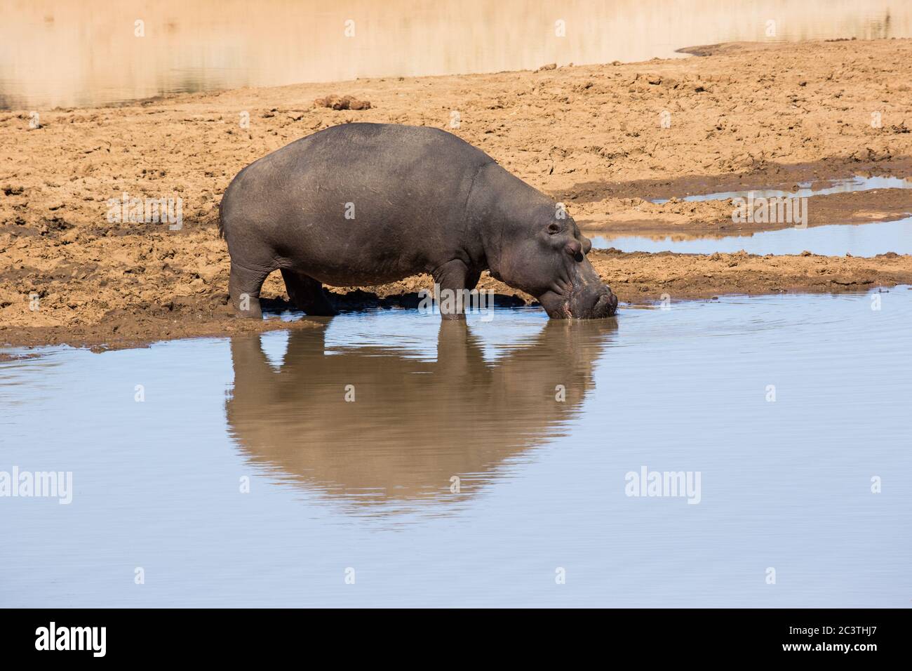 Hippopotamus wildlife hi-res stock photography and images - Alamy