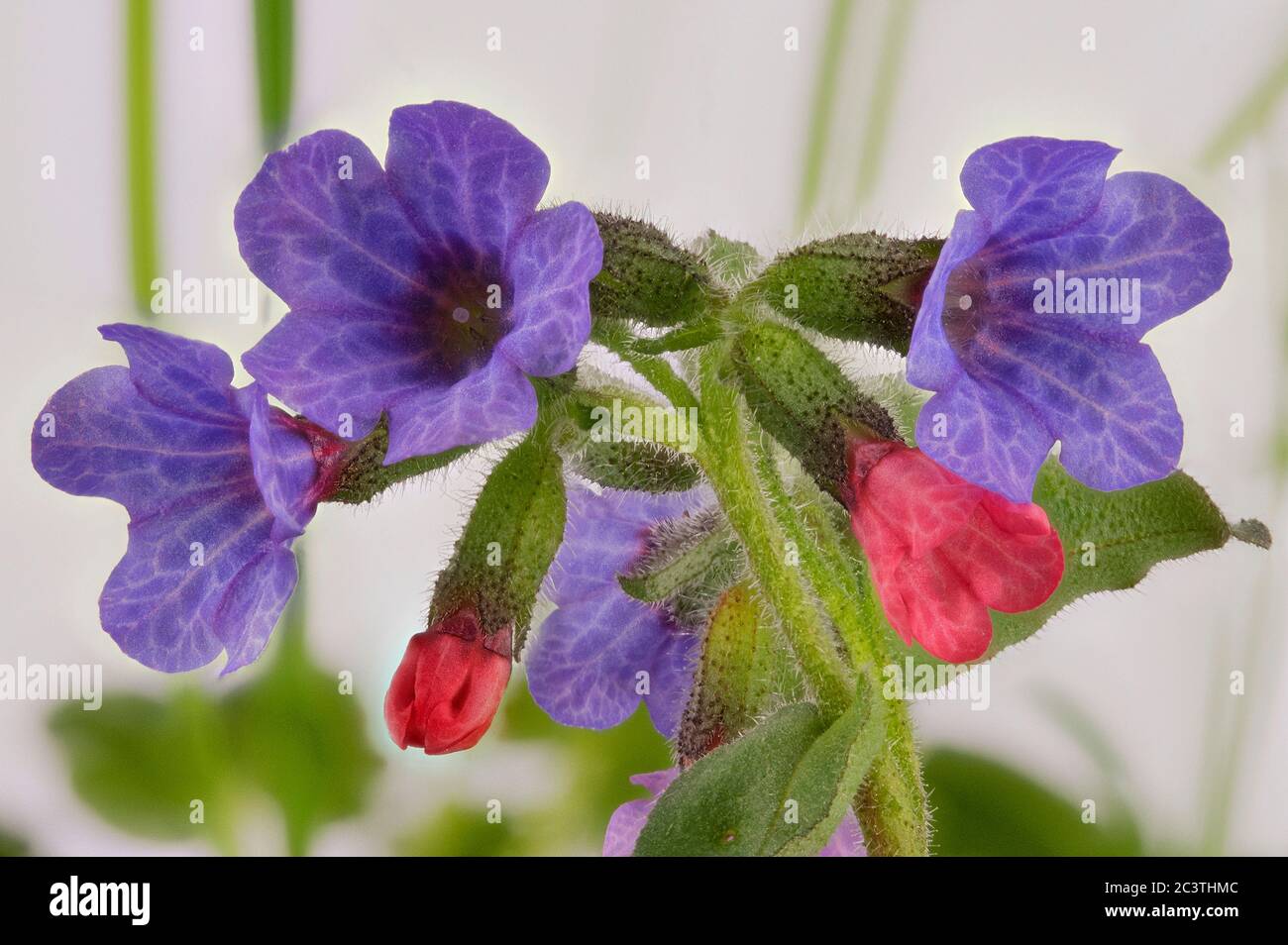 Common lungwort (Pulmonaria officinalis), flowers, Germany, Bavaria ...