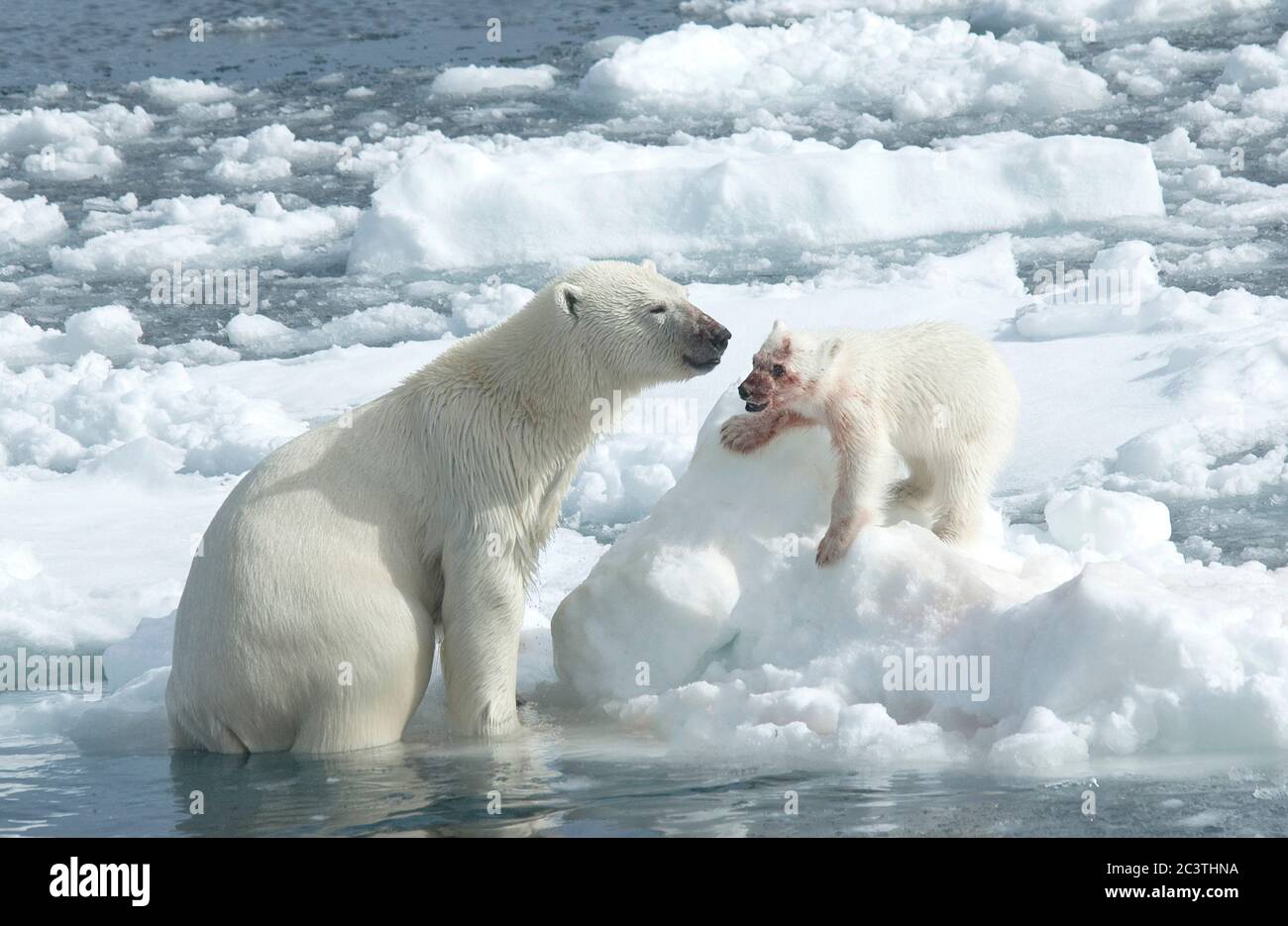Polar bear feeding hi-res stock photography and images - Alamy