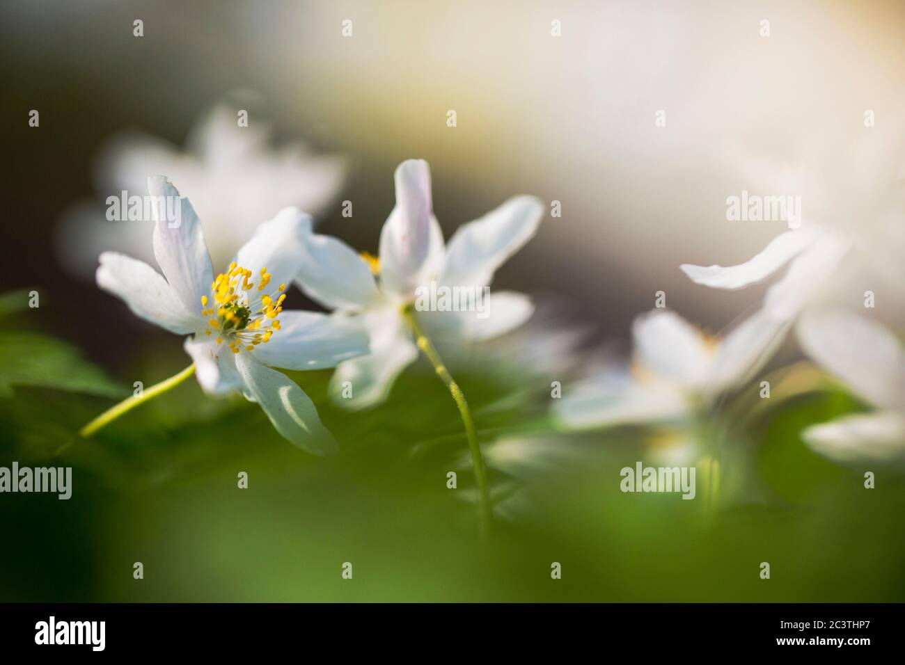 Wood anemone in forest hi-res stock photography and images - Alamy