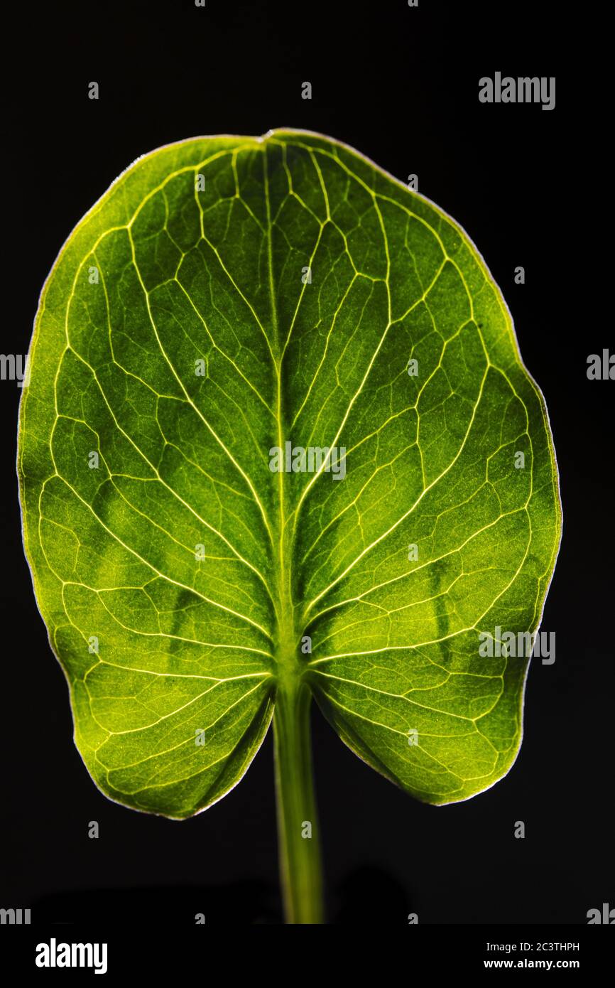 lords-and-ladies, portland arrowroot, cuckoopint (Arum maculatum), leaf ...