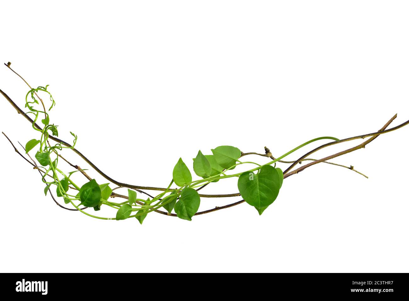 twisted vines leaves isolated on white background at the roots of ...