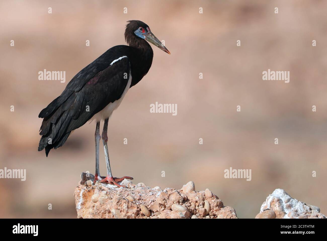 Abdim's stork (Ciconia abdimii), standing on a boulder, side view, Oman ...