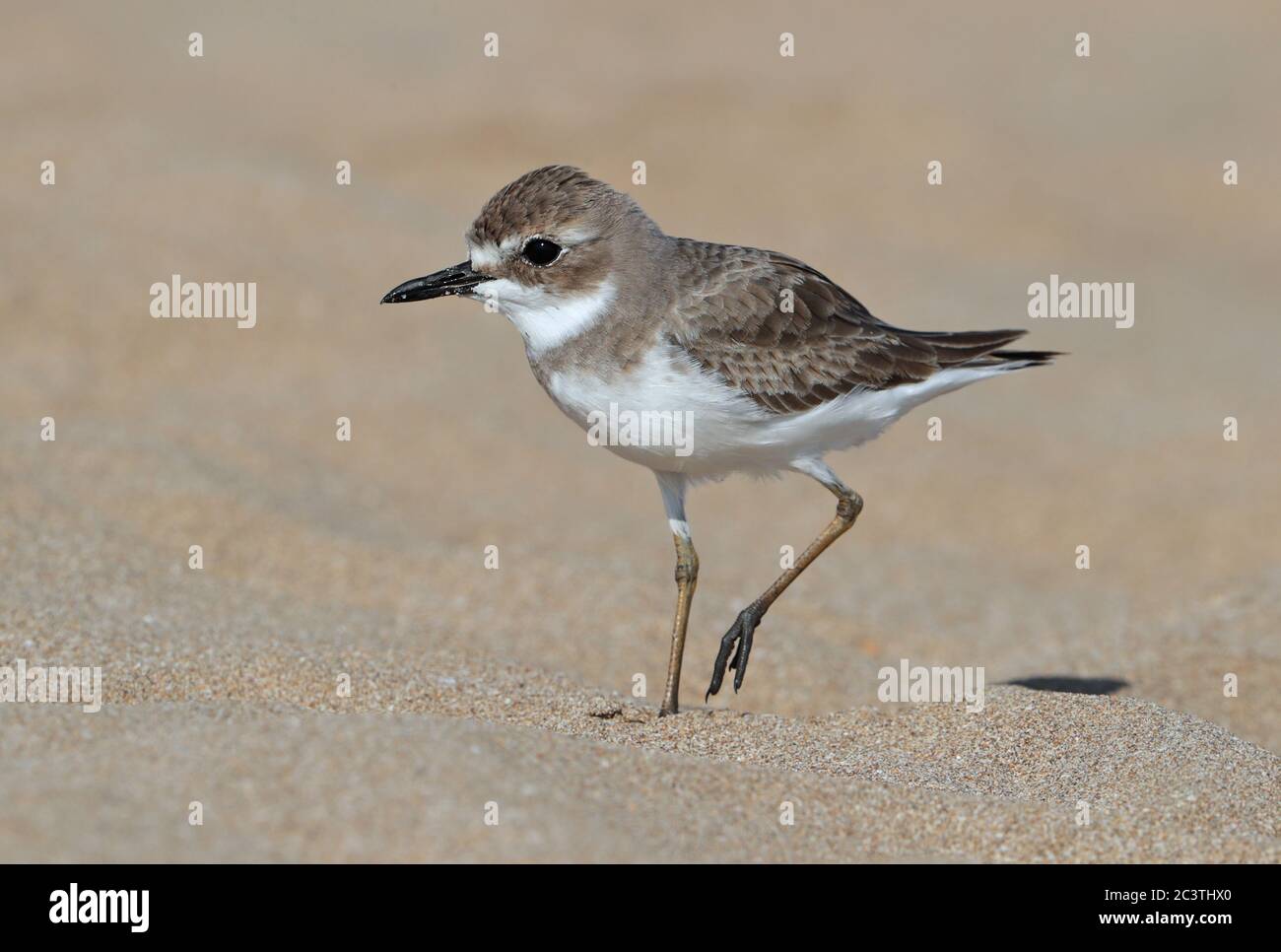 great sand plover (Charadrius leschenaultii), walking on sand, side ...