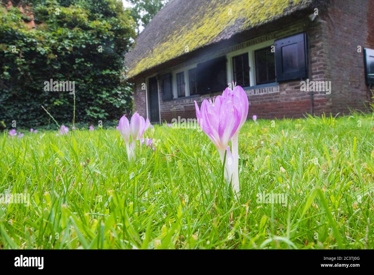 Byzantine Meadow Saffron (Colchicum byzantinum, Colchicum x byzantinum ...