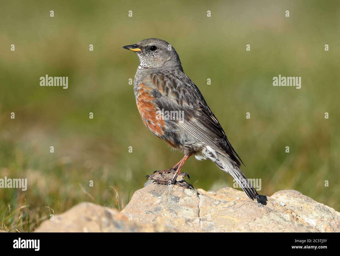 Alpine accentor (Prunella collaris), perching on a stone, side view ...